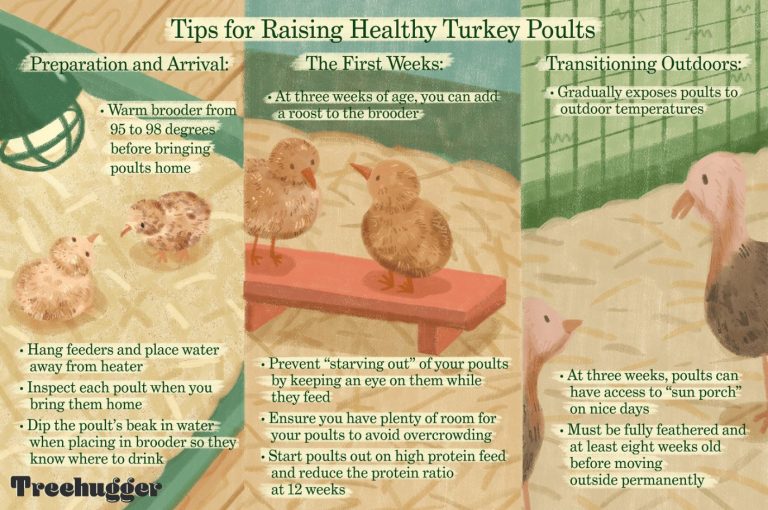 Baby Turkey 101: What They're Called, What They Eat, and How to Help ...