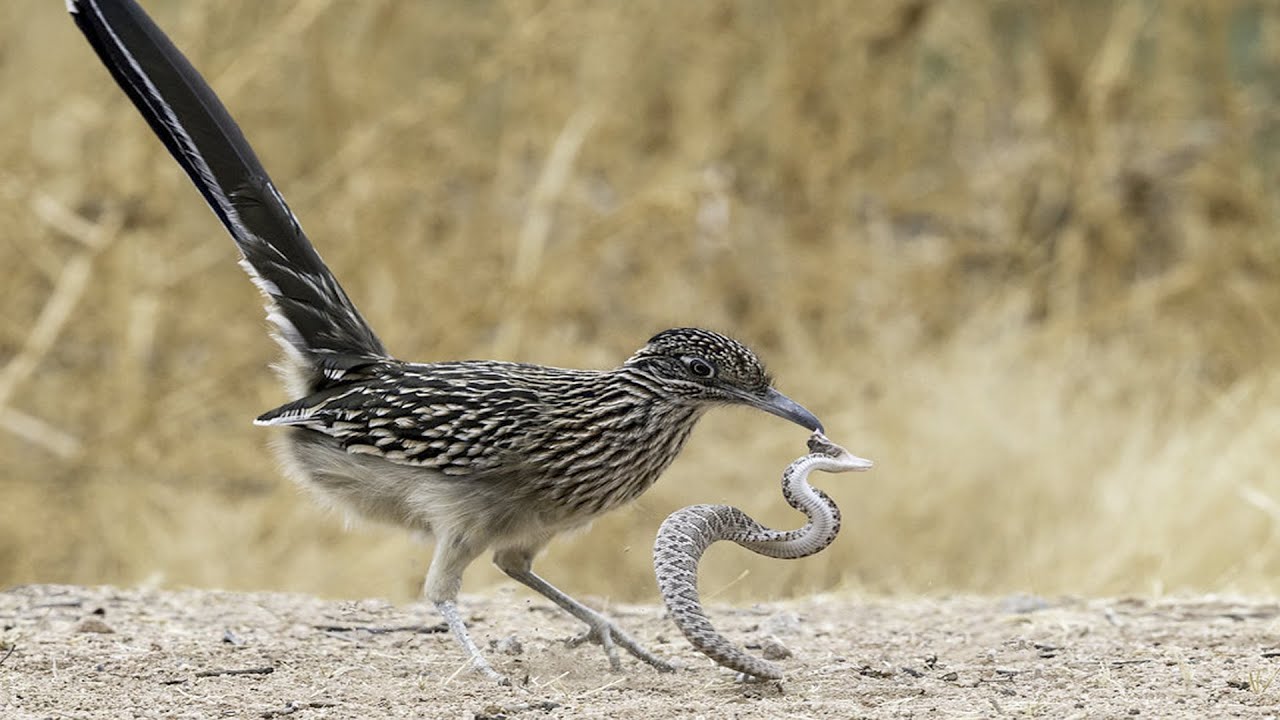 What Do Roadrunners Eat? A Complete Guide to the Diet of This Desert ...