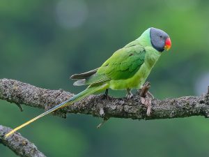 Top 25 Popular Parakeet Species (with Photos & Care Tips)