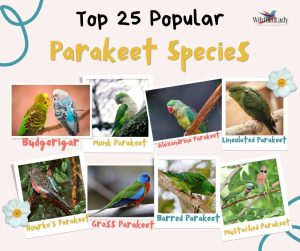 Top 25 Popular Parakeet Species (with Photos & Care Tips)