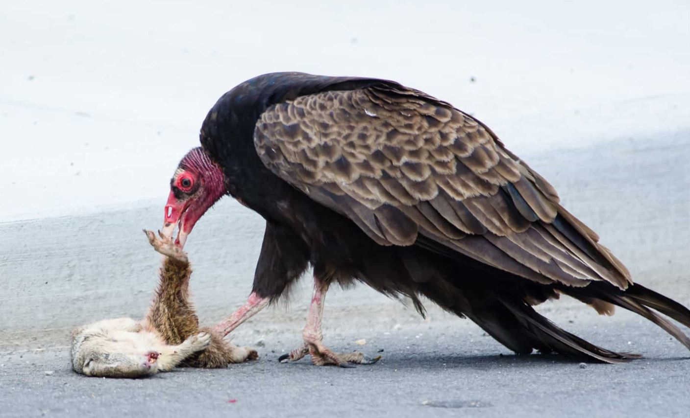 What Do Vultures Eat? Uncovering the Diet of Nature’s Clean-Up Crew
