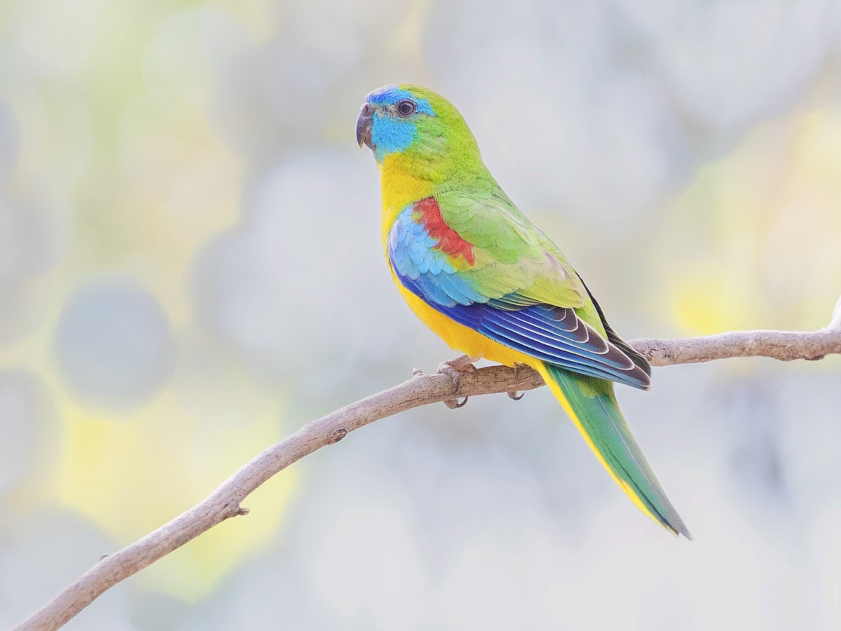 Top 25 Popular Parakeet Species (with Photos & Care Tips)