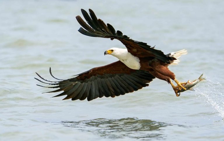Where Do Bald Eagles Live? Discover Their Habitat, Range & Nesting Secrets