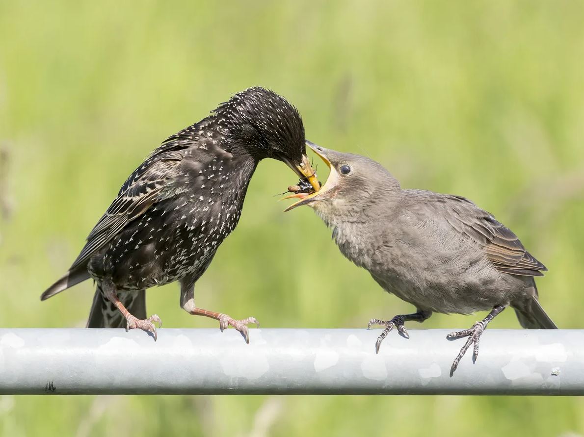 What Do Starlings Eat? A Deep Dive into the Starling Diet Across ...