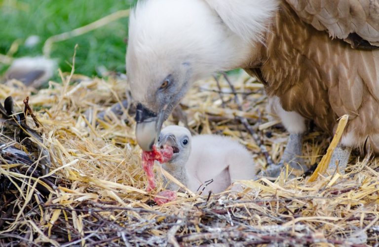 Baby Vulture: Everything You Need to Know About These Fascinating Birds