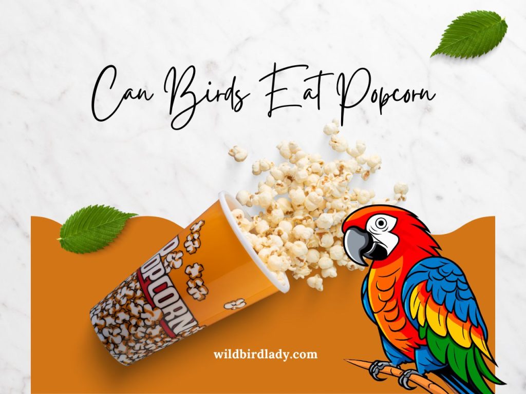 Can Birds Eat Popcorn? A Birdwatcher’s Guide to Popped and Unpopped Corn