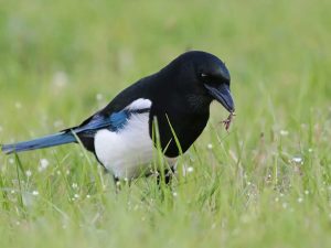 What Do Magpies Eat? A Deep Dive into the Diet of These Clever Corvids