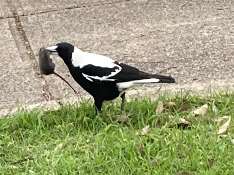 What Do Magpies Eat? A Deep Dive into the Diet of These Clever Corvids