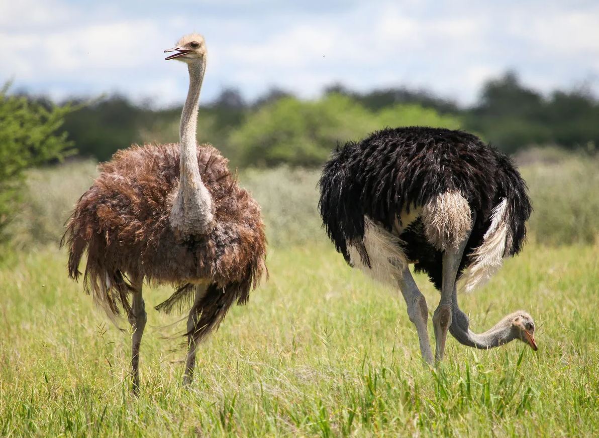 What Do Ostriches Eat? A Complete Guide to the Ostrich Diet in the Wild ...