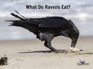 What Do Ravens Eat? The Complete Guide to Raven Food and Feeding Behavior