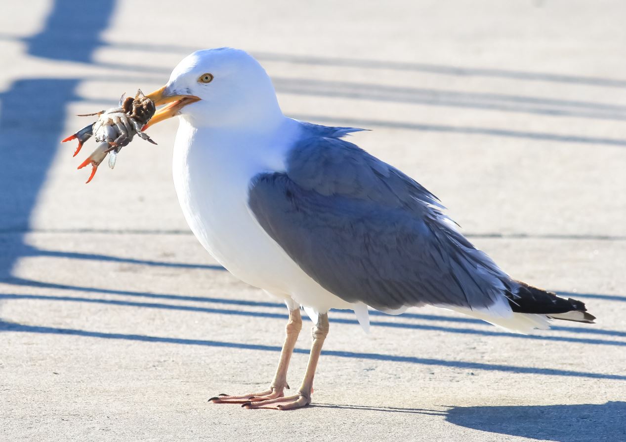 What Do Seagulls Eat? A Deep Dive Into the Seagull Diet