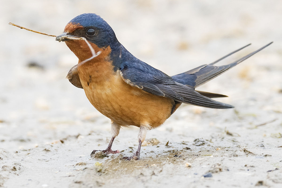 What Do Swallows Eat? A Complete Guide to Their Diet in the Wild and Beyond