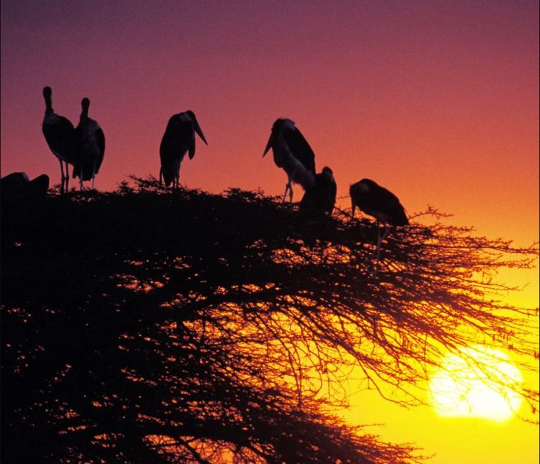 Where Do Birds Go at Night? Discover Their Secret Nightlife