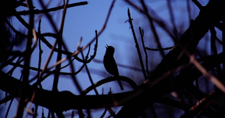 Birds Singing at Night Time: Why They Do It and What It Means