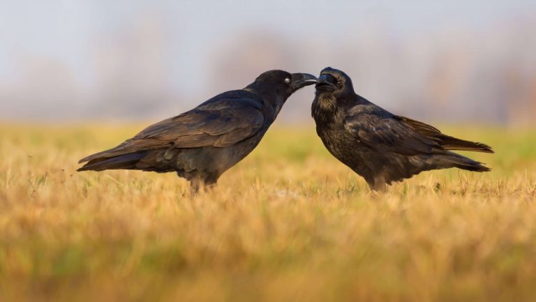 Do Crows Mate for Life? An In-Depth Look at Crow Relationships