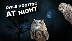 Why Do Owls Hoot? The Hidden Meaning Behind Their Mysterious Night Calls
