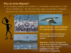 Why Do Birds Migrate? The Science Behind One of Nature’s Greatest Journeys