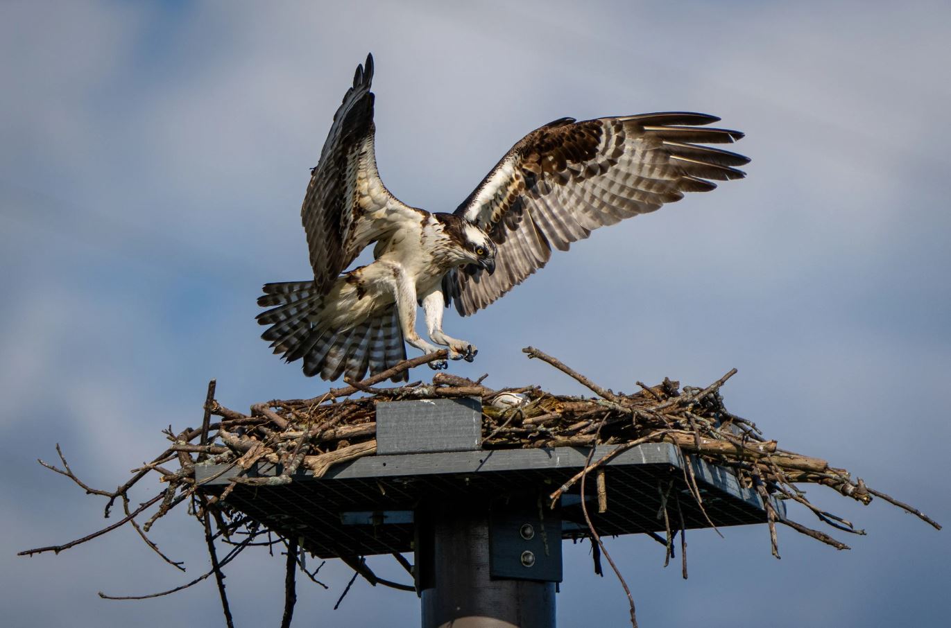 Baby Osprey: A Complete Guide to the Early Life of These Majestic Raptors