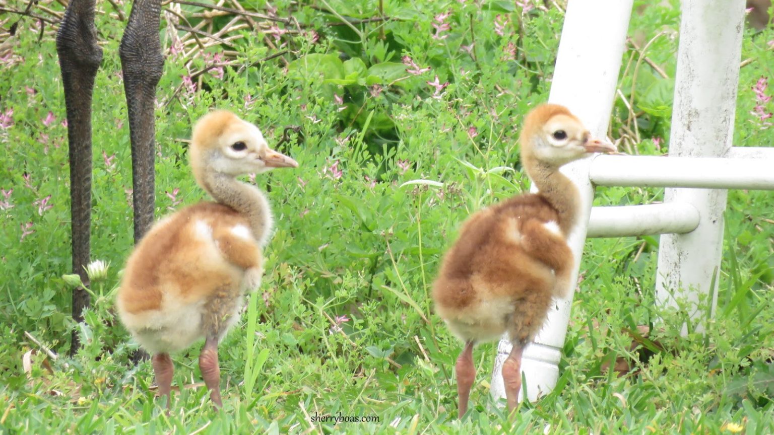 What Does a Baby Crane Look Like? Everything You Need to Know