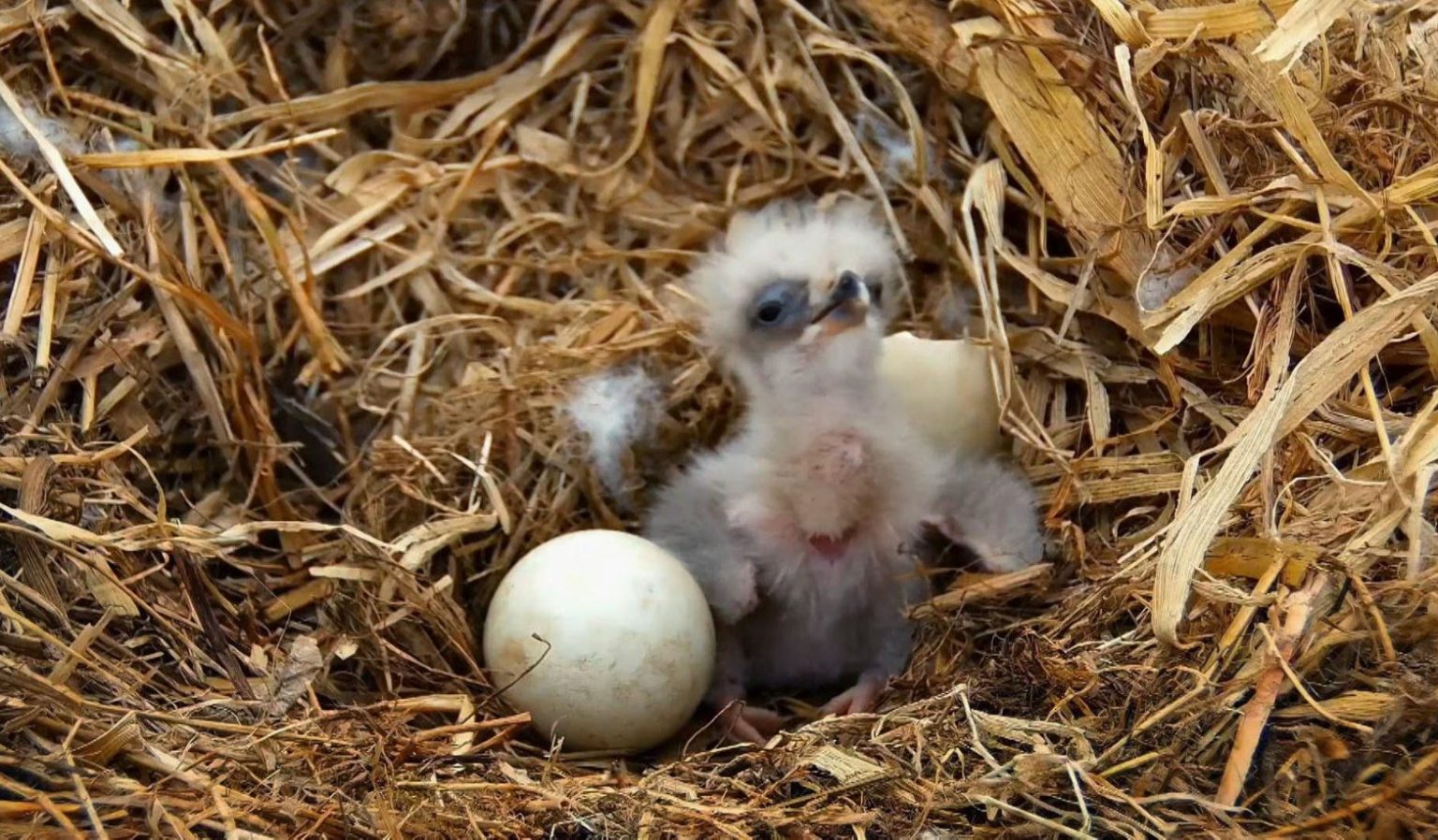 Baby Eagle: Everything You Need to Know About These Majestic Chicks