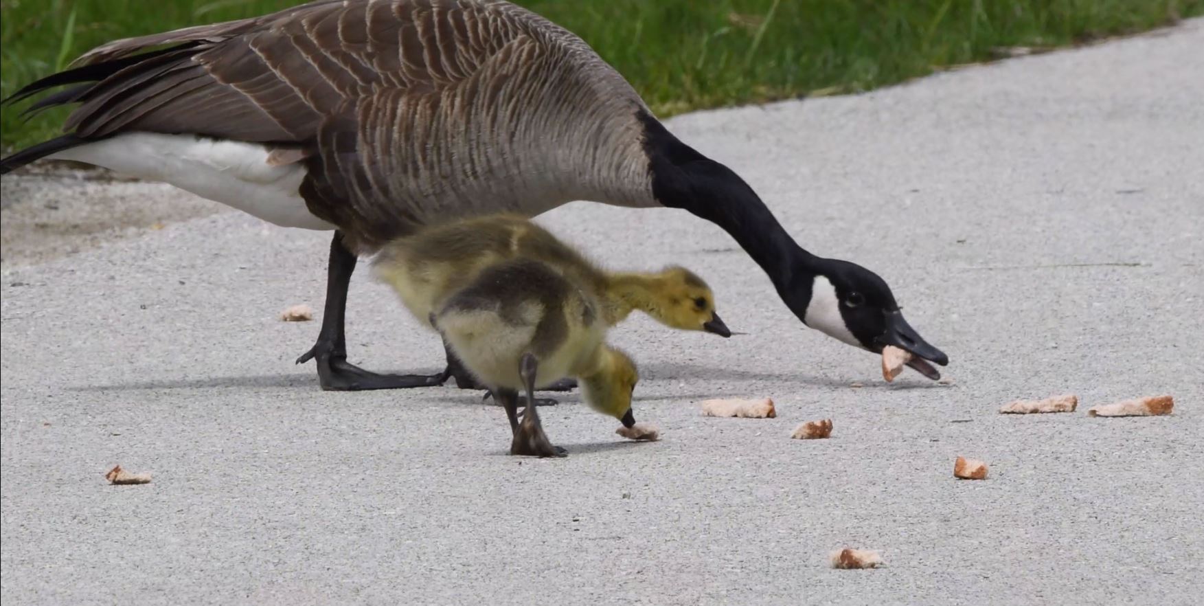 Baby Geese 101: What They Look Like, Eat, and How to Help Them Thrive