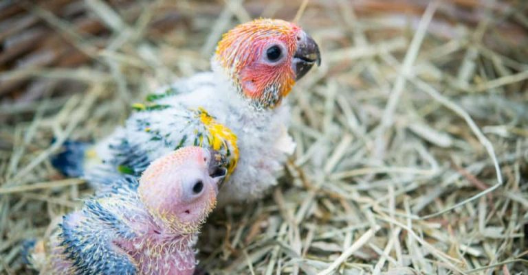 Baby Parrot 101: What They Look Like, Eat, and How to Help Them Thrive