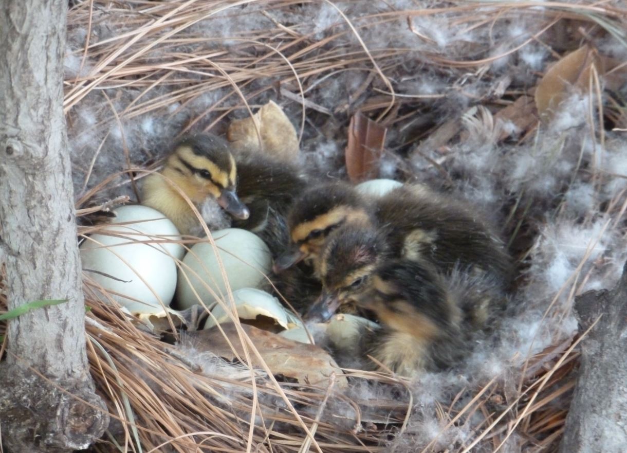 Baby Mallard Duck: A Complete Guide to Their Growth, Behavior, and Survival