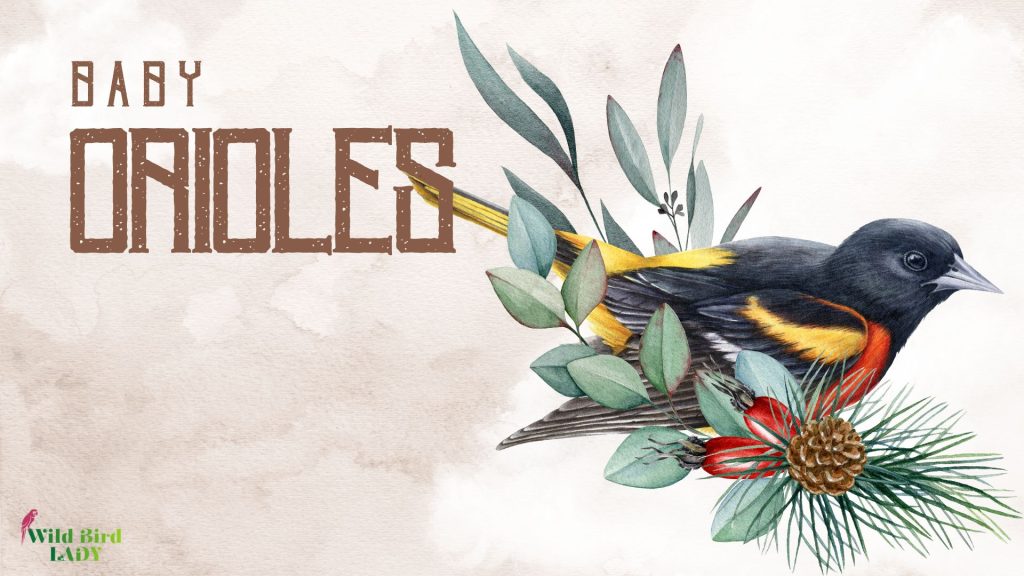 Juvenile Cooper’s Hawk: A Deep Dive into the Life of a Young Raptor