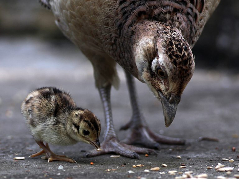Baby Pheasant: A Complete Guide to the Life of a Young Gamebird