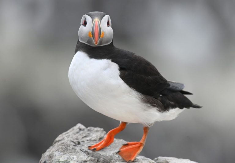 Baby Puffins 101: What They Look Like, Eat, and How They Grow Up