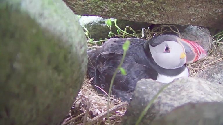 Baby Puffins 101: What They Look Like, Eat, and How They Grow Up
