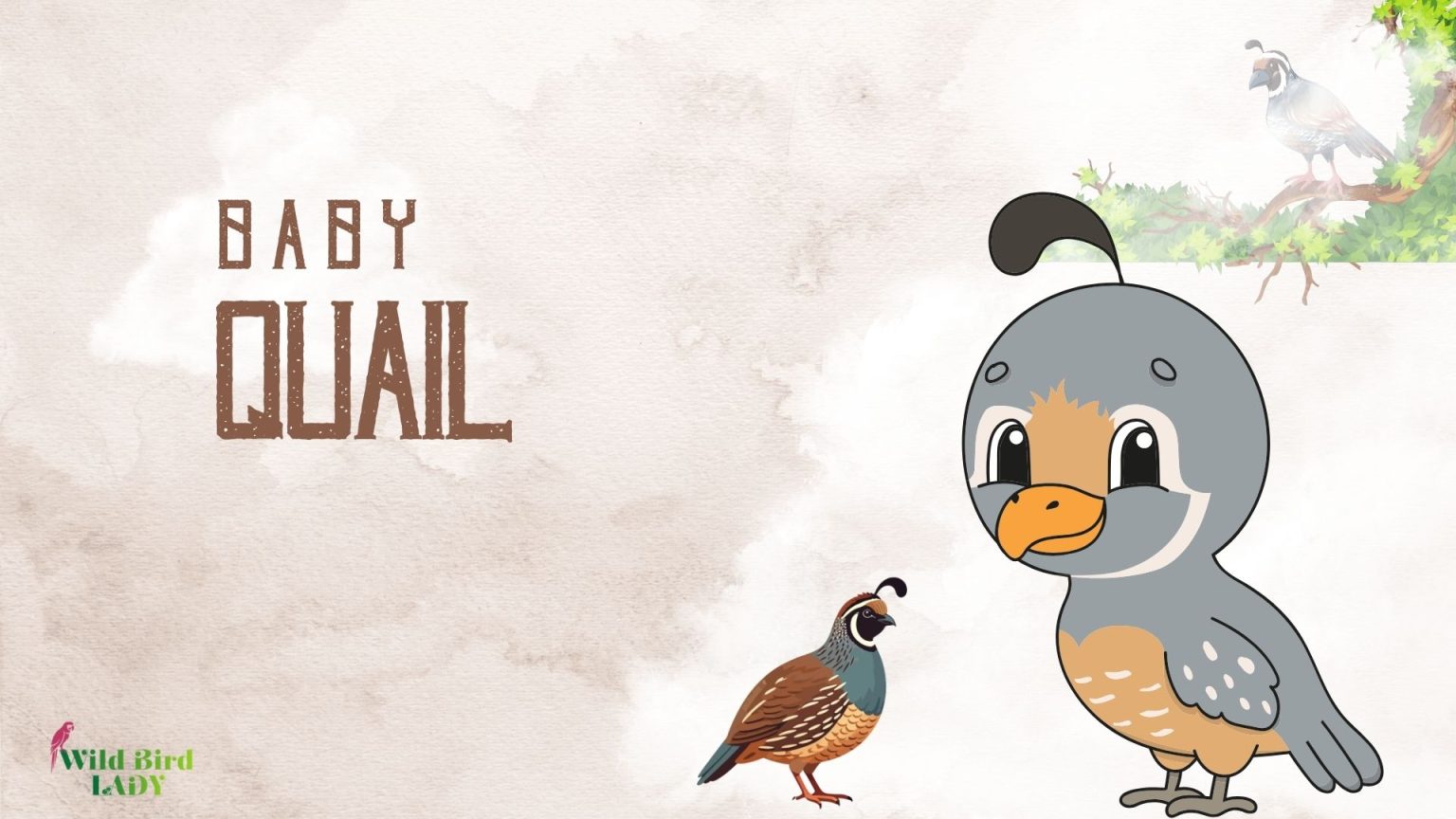 Baby Quail 101: What They Look Like, Eat, and How to Help Them Thrive