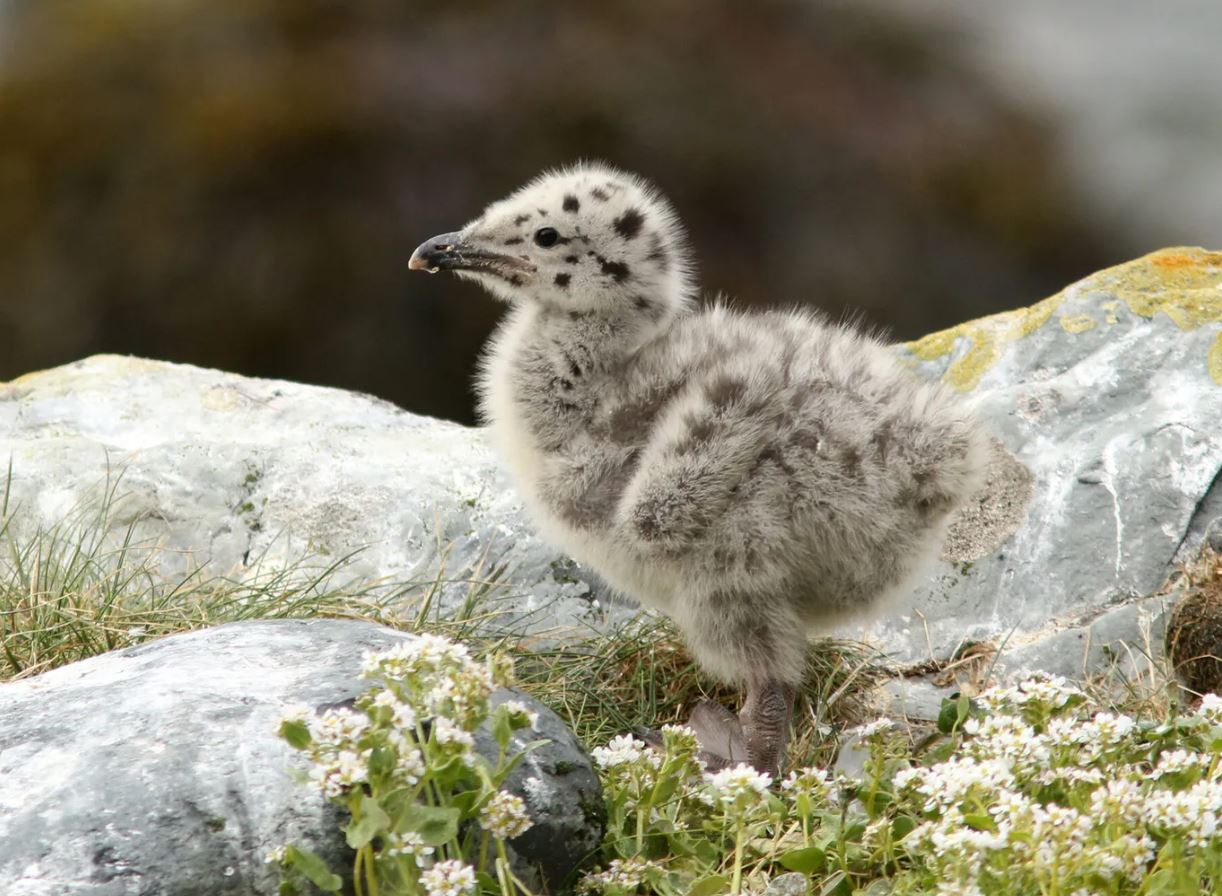 Baby Seagull: What They Look Like, Eat, and How They Grow Up