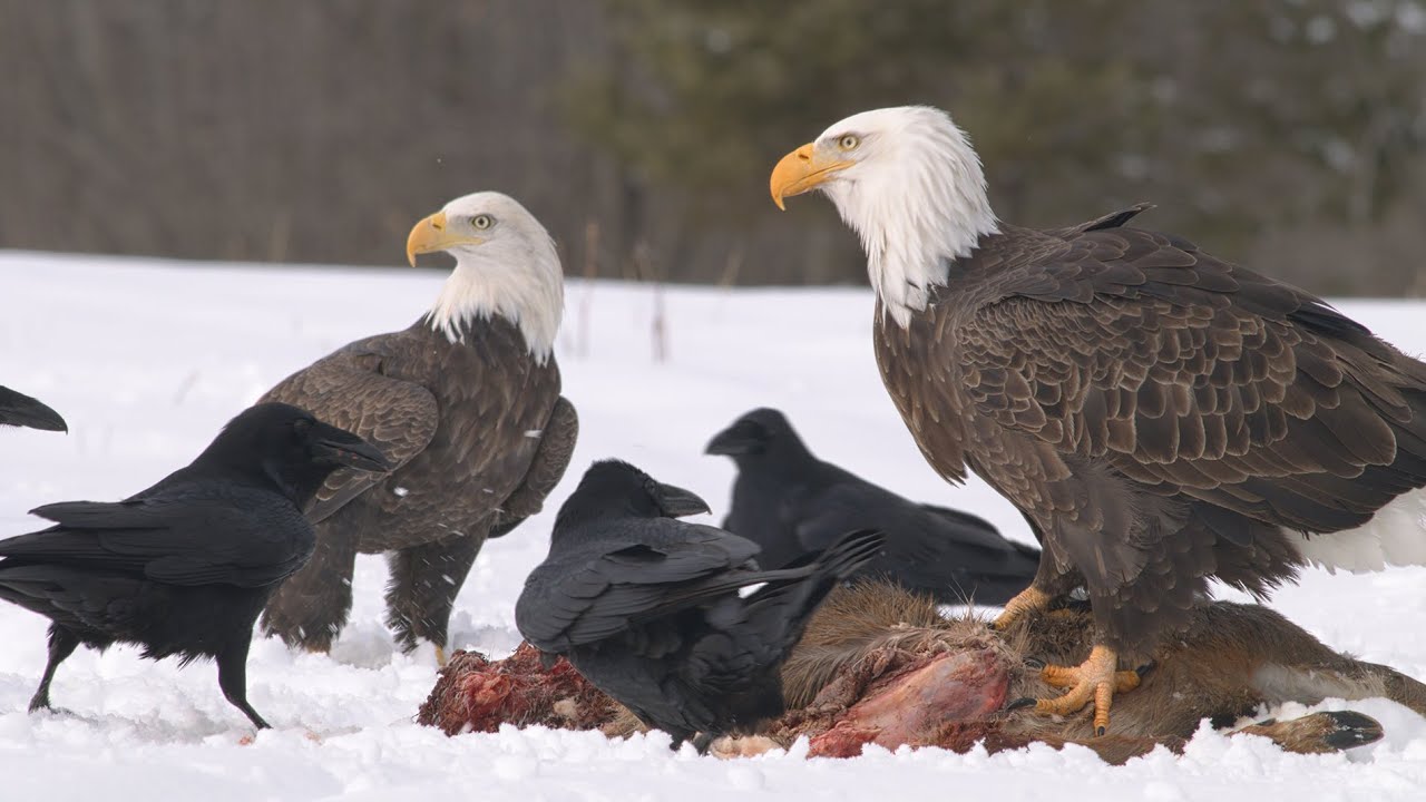 What Do Bald Eagles Eat? A Deep Dive into the Bald Eagle Diet