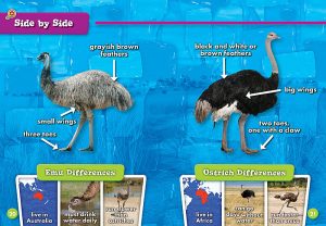 Emu vs Ostrich: A Deep Dive into the World's Largest Flightless Birds
