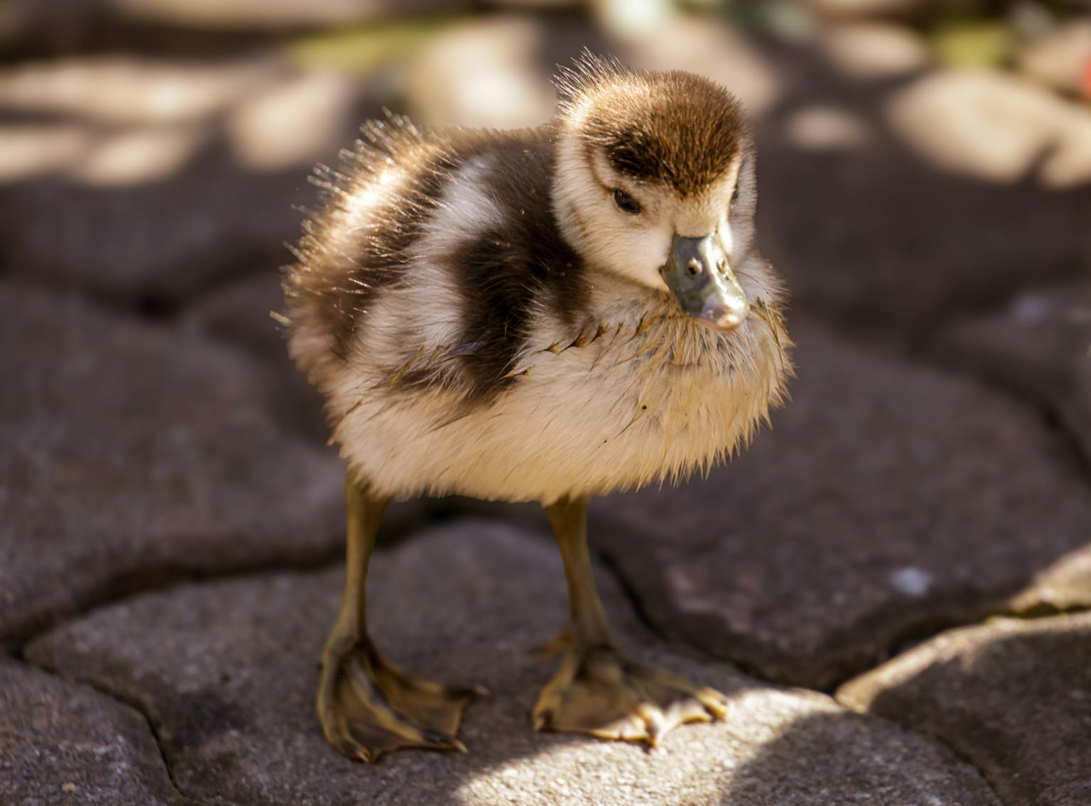 Baby Ducks: What They Look Like, Eat, and How to Help Them Thrive