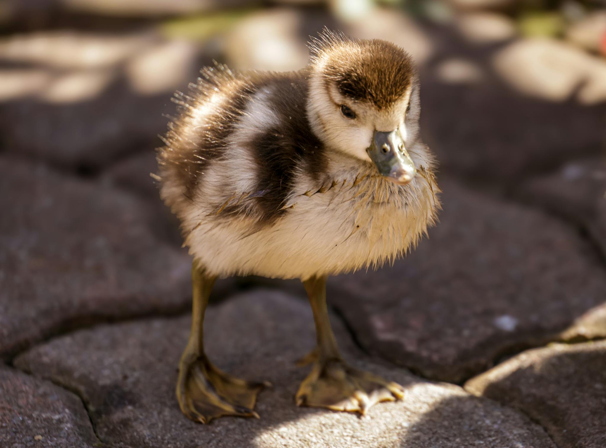 Baby Ducks: What They Look Like, Eat, and How to Help Them Thrive