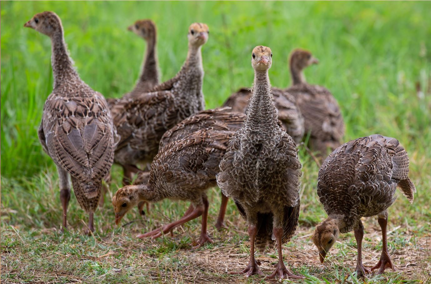 Baby Turkey 101: What They're Called, What They Eat, and How to Help ...