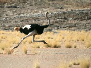 How Fast Can an Ostrich Run? The Incredible Speed of the World’s ...