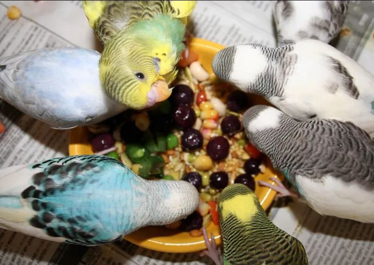 How Long Do Parakeets Live? A Birdwatcher’s Insight into Their Lifespan