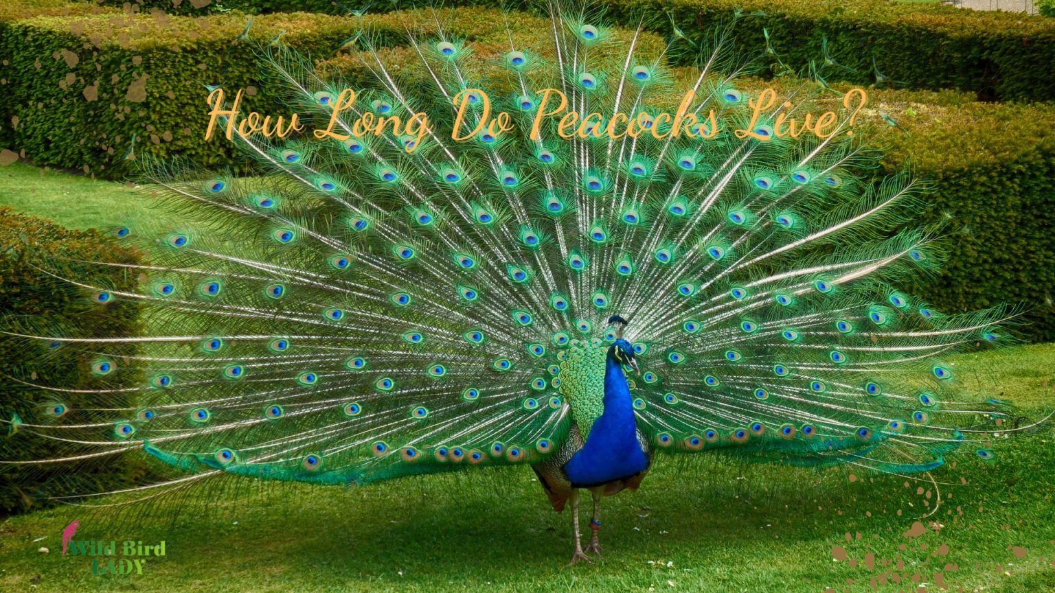 Peacock Lifespan: Wild vs. Captive – Which Lives Longer and Why?