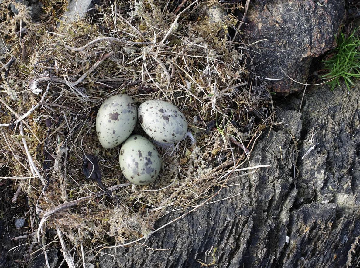 Baby Seagull: What They Look Like, Eat, and How They Grow Up