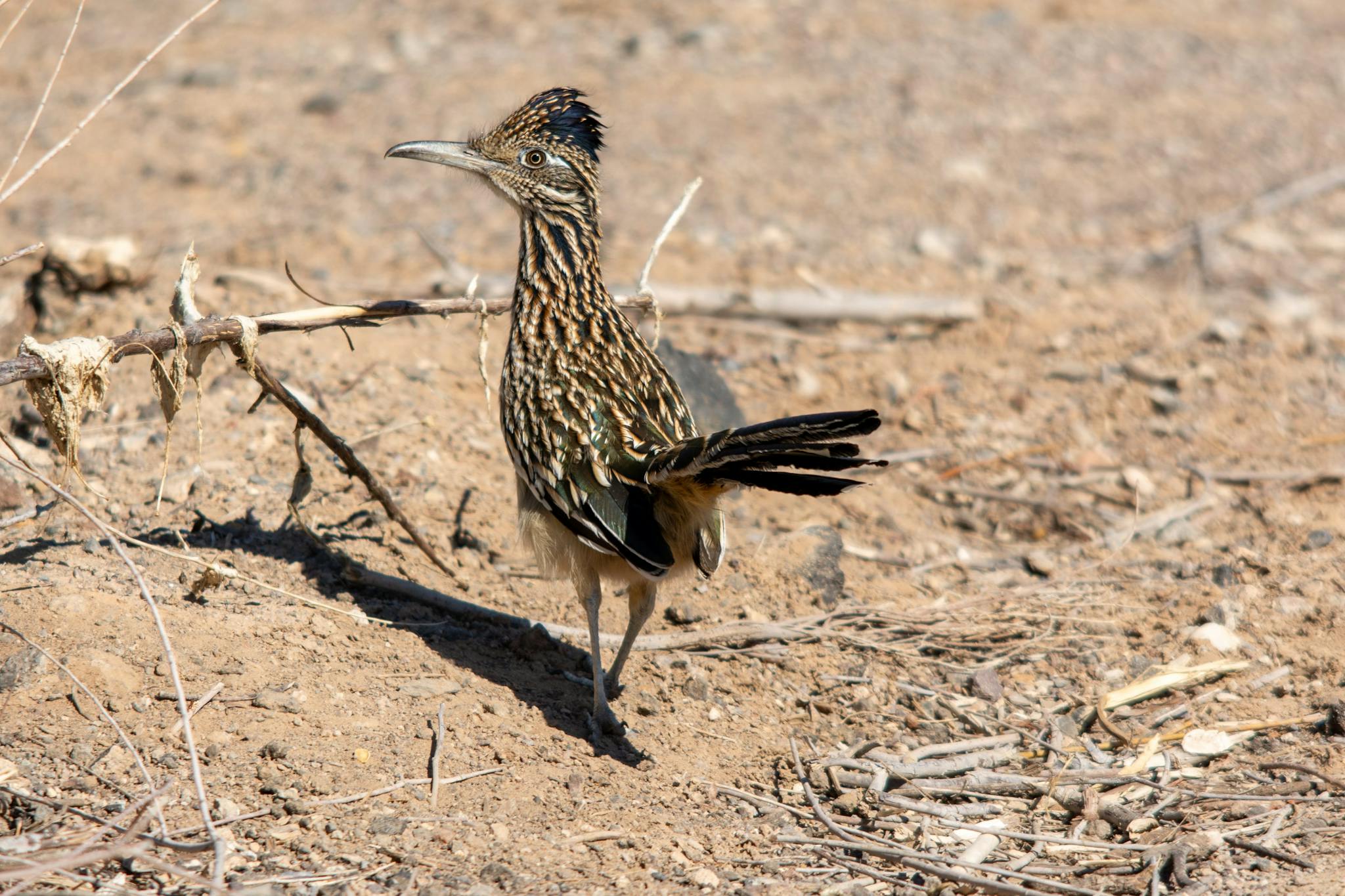 Can Roadrunners Fly? The Surprising Truth Behind These Ground-Racing Birds