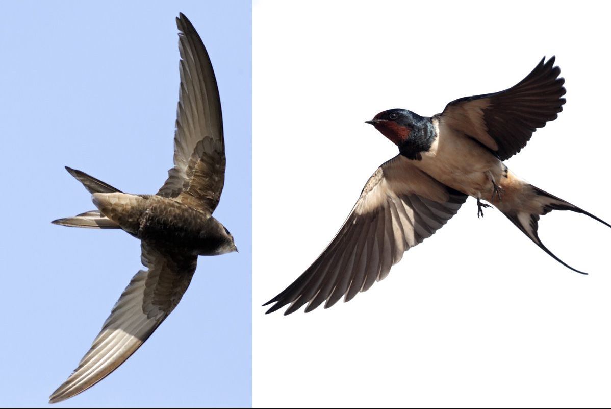 Swallow vs Swift: Which Aerial Acrobat Rules the Sky?