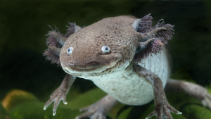 Axolotl (Mexican Walking Fish): The Complete Guide to Their Diet ...