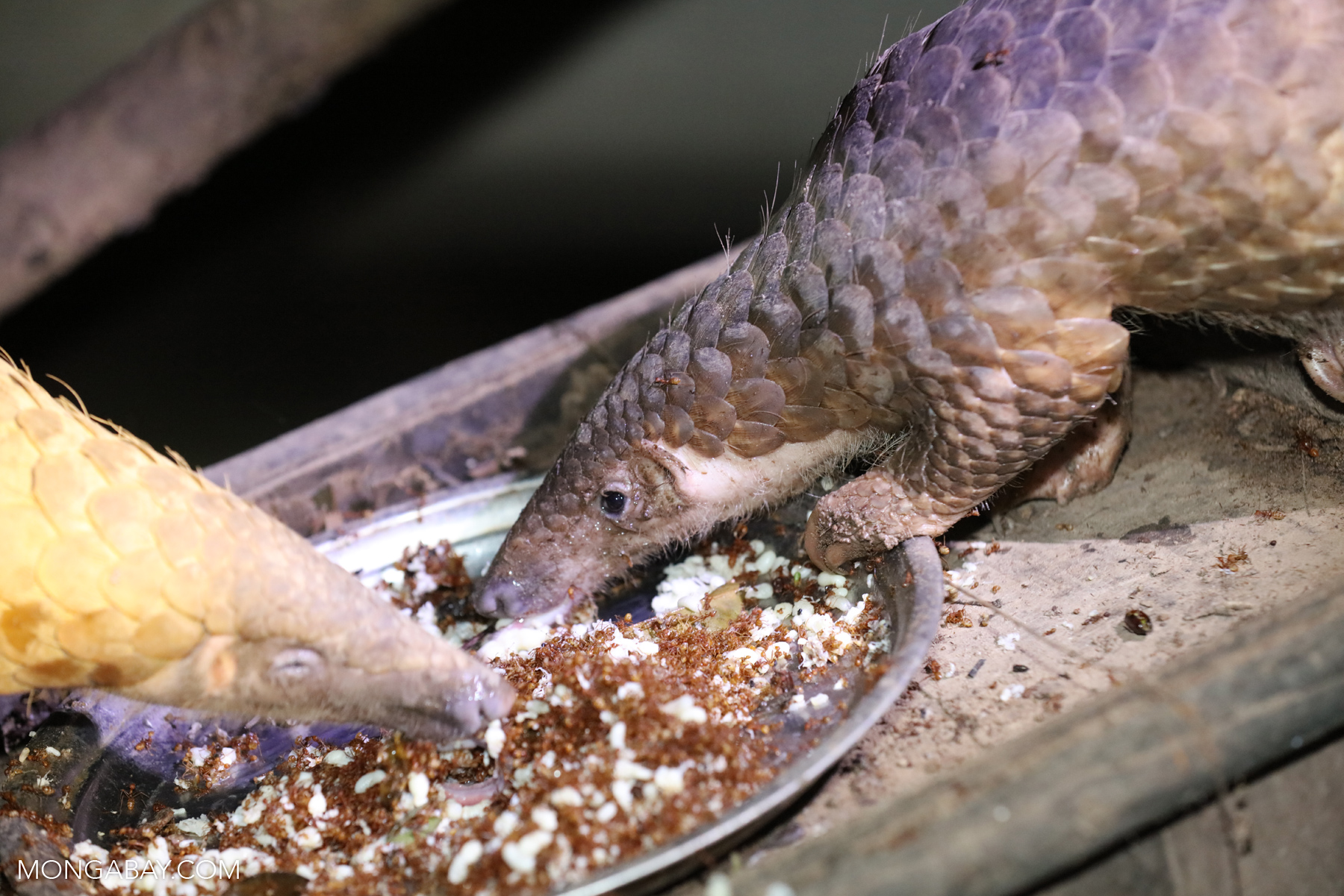 How Pangolins Catch and Eat Thousands of Ants Every Day: The Secret ...