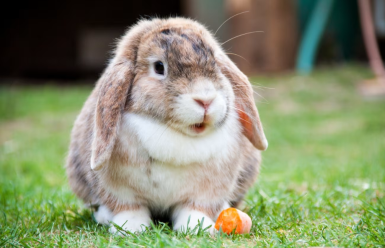 Rabbit Lifespan: How Long Do Rabbits Actually Live?