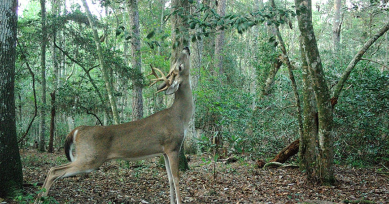 What Time Are Deer Most Active? Understanding Peak Deer Activity