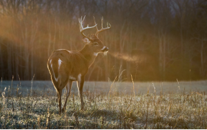 What Time Are Deer Most Active? Understanding Peak Deer Activity