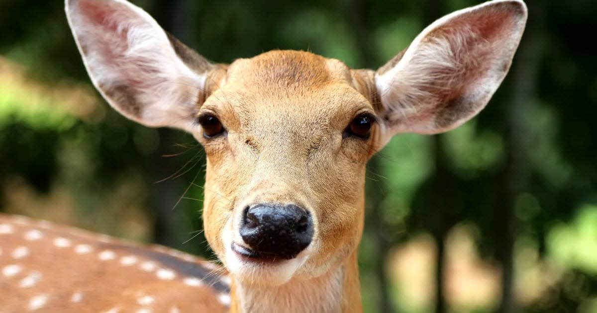 Why Do Deer Stare at You? The Science, Instincts, and Hidden Messages ...